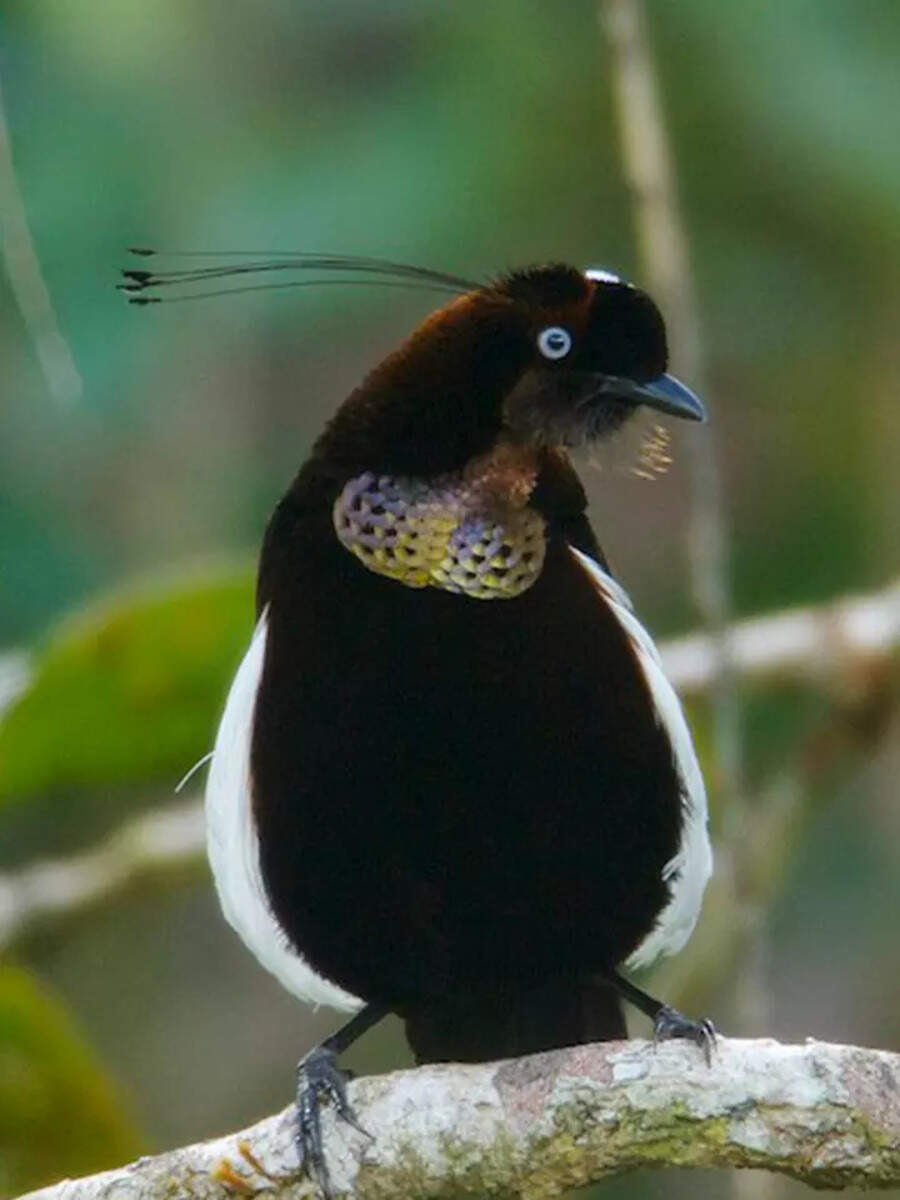 Western parotia males perform dazzling dances to win mates | Times of India