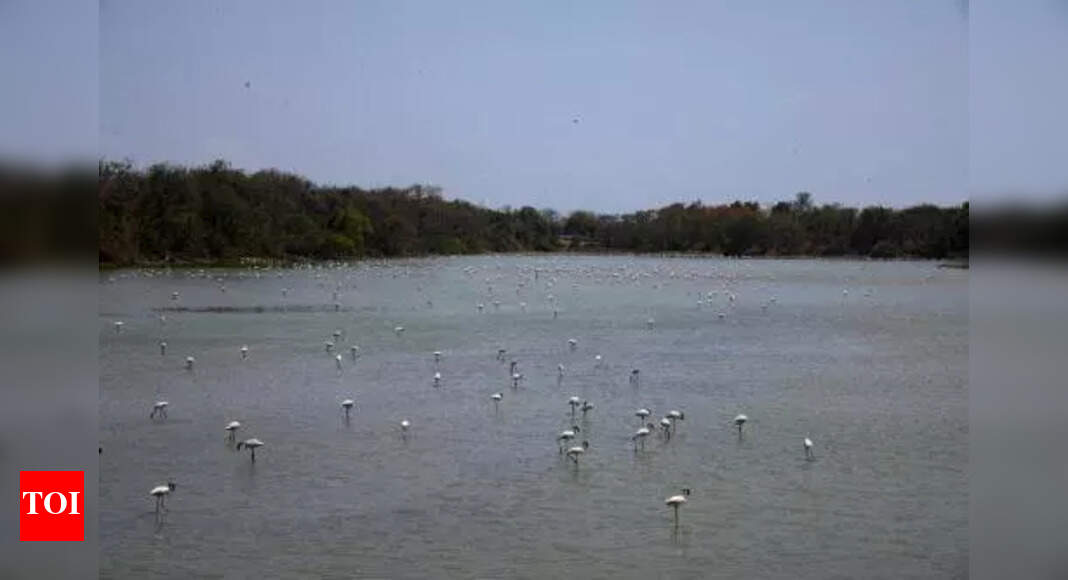 Greens form silent human chain to protect Nerul’s DPS Flamingo Lake ...