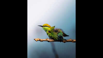 Manipal Bird Day: 131 species of avians recorded | Mangaluru News - The ...