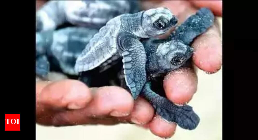 Drive to protect turtles launched in Konaseema | Vijayawada News - The ...