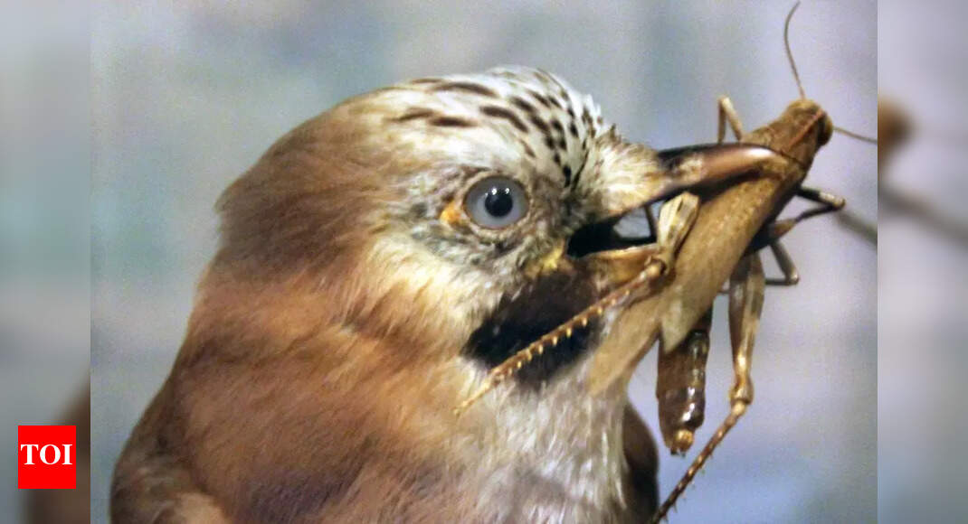 The mass killing of this bird caused a great famine in China! - The ...