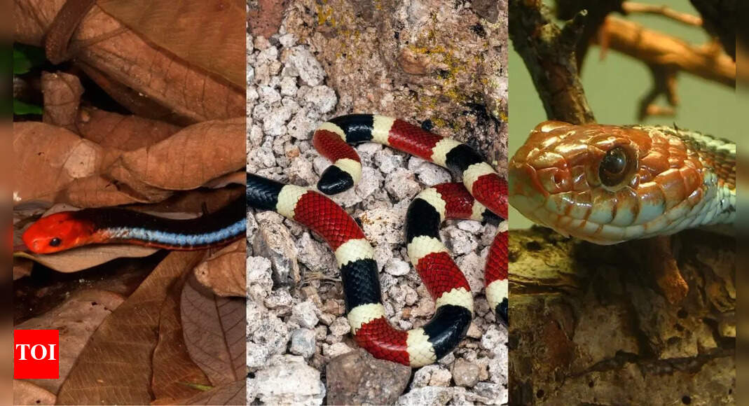 Top 5 beautiful snakes in the world including king cobra, blue coral ...