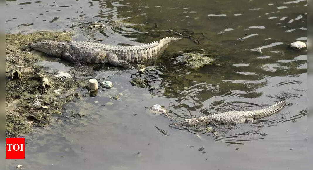 Crocodile count in Vishwamitri begins today | Vadodara News - The Times ...