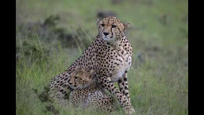 3 cubs among 5 cheetahs released in the Kuno wild | Bhopal News - The ...