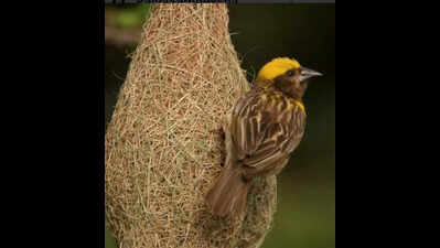 Rising temp brings rare Finn’s Weaver to Terai before time | Dehradun ...