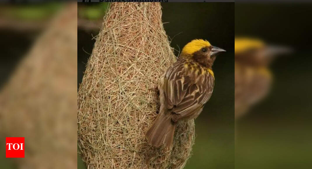 Rising temp brings rare Finn’s Weaver to Terai before time | Dehradun ...