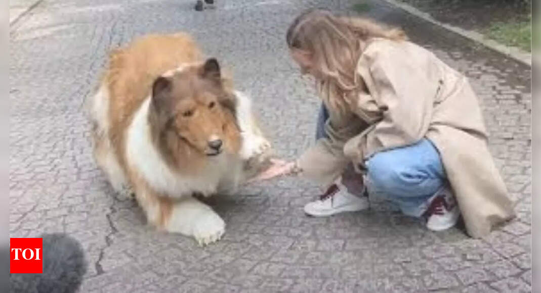Toco the human collie launches bizarre zoo for people who dream of ...