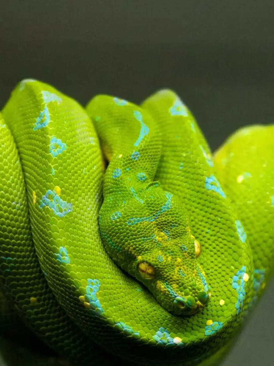 10 largest snakes in the world | Times of India