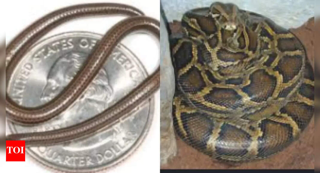 7 slowest snake species on Earth | - The Times of India