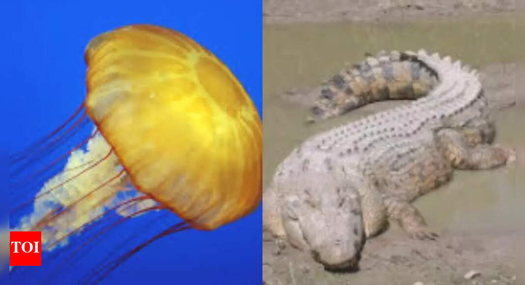 7 ancient animals that have survived for millions of years | - The ...