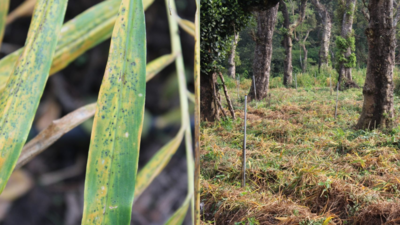 Urgent: New Fungal Disease Endangers Ginger Farming in Karnataka's ...