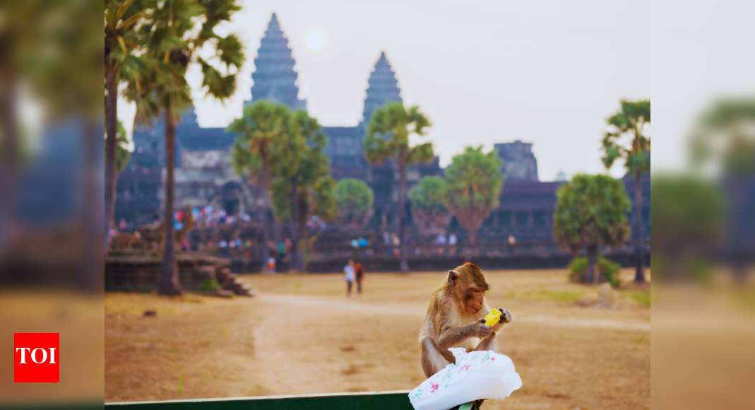 Cambodia Monkey Attack: Why are monkeys attacking tourists at Cambodia ...