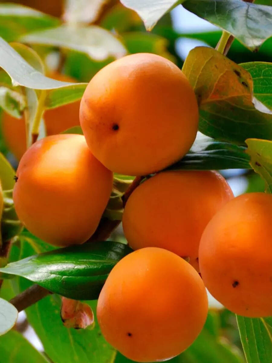 How to grow Persimmon in containers in the garden | Times of India