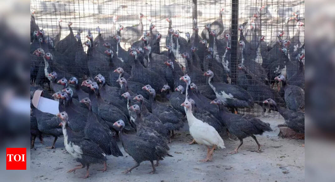 Govt issues alert for bird flu after virus found at BAU farm | Ranchi ...