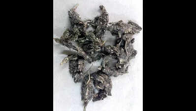 Woman held with 6.3 kg ganja in Bhopal | Bhopal News - The Times of India
