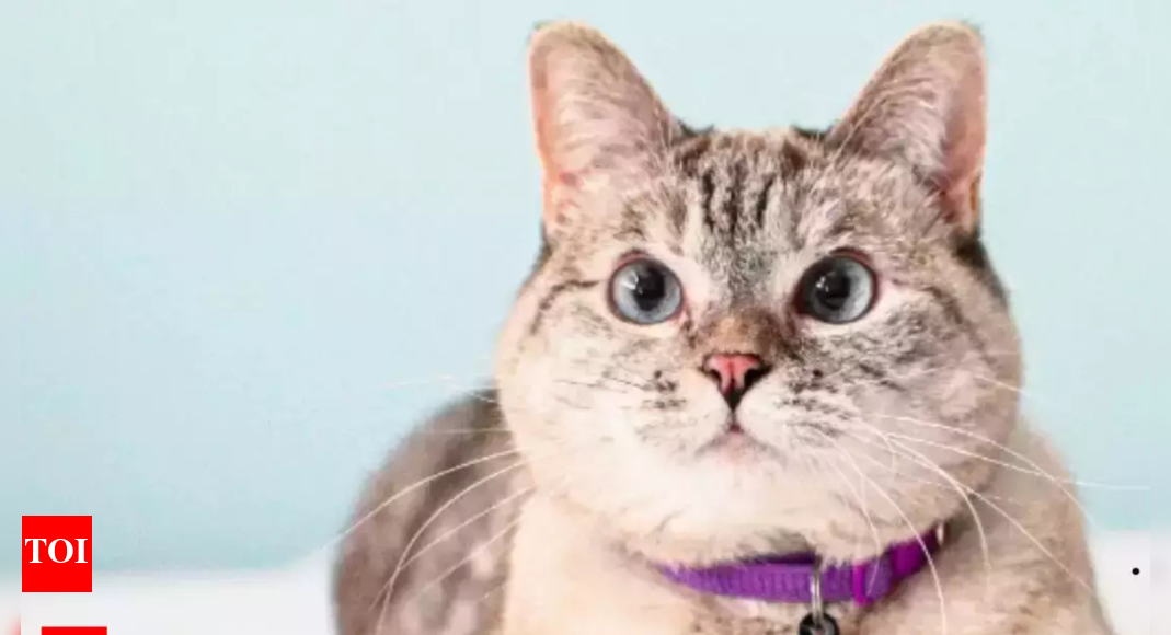 'Miss Purr': Australian teacher identifies as cat, licks hands, hisses ...