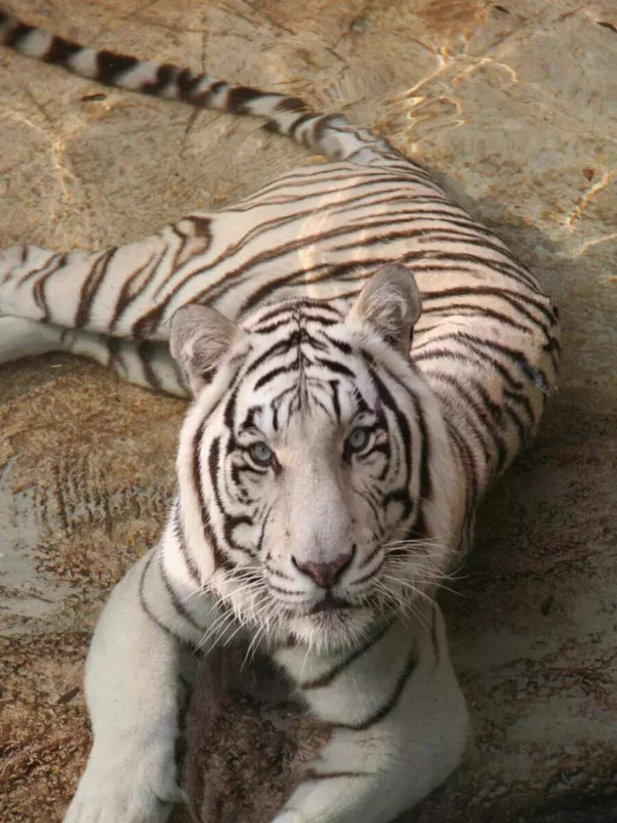 From black to golden, rare varieties of tigers to spot in Indian ...
