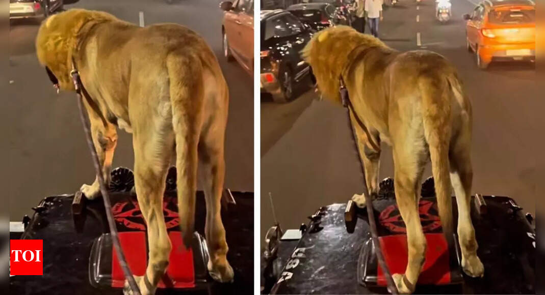 Lion stands on a moving jeep? The real story behind the clip will ...