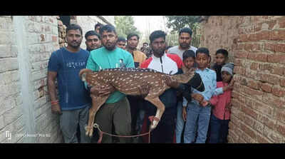 Kakar Deer In Hindi