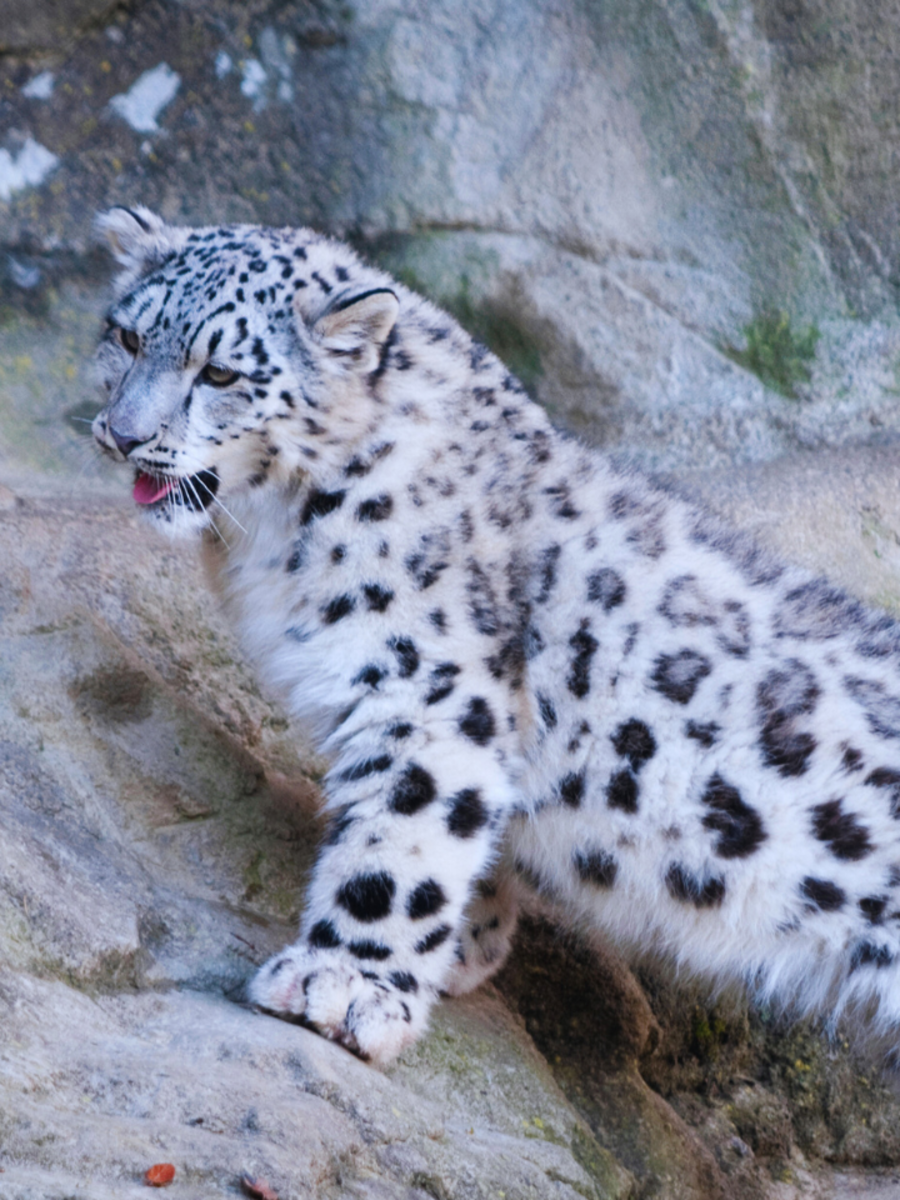 Tracking the elusive snow leopard in Bhutan | Times of India