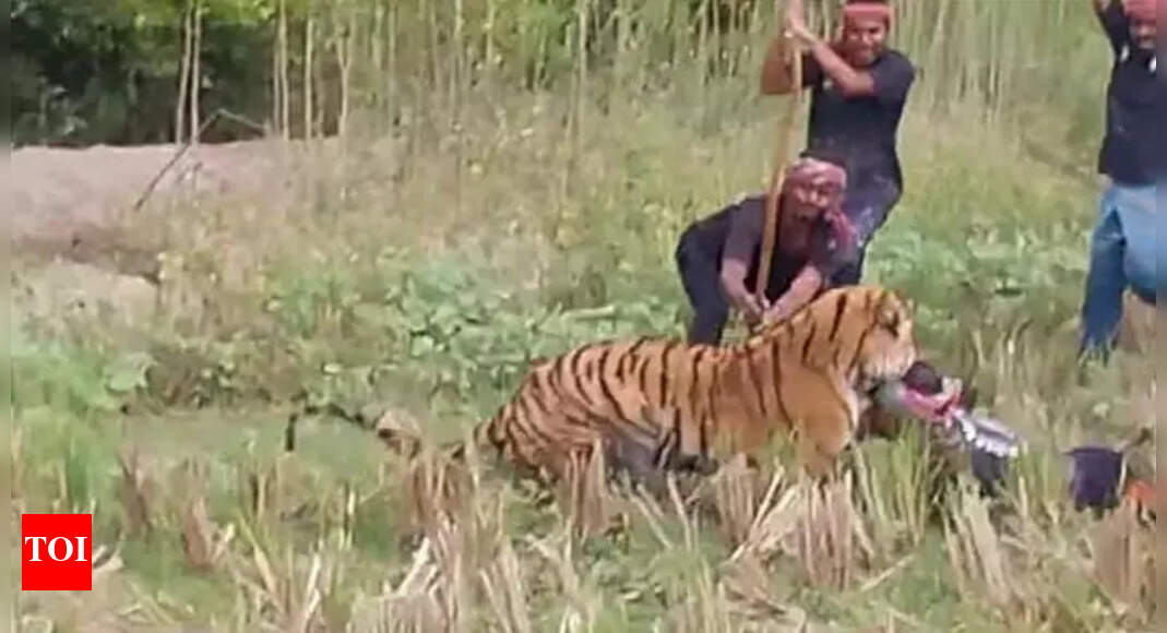 Tiger attacks forest worker in Sundarbans village | Kolkata News - The ...