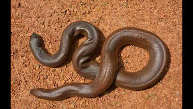 Three-year study maps rich snake diversity on city college campus ...