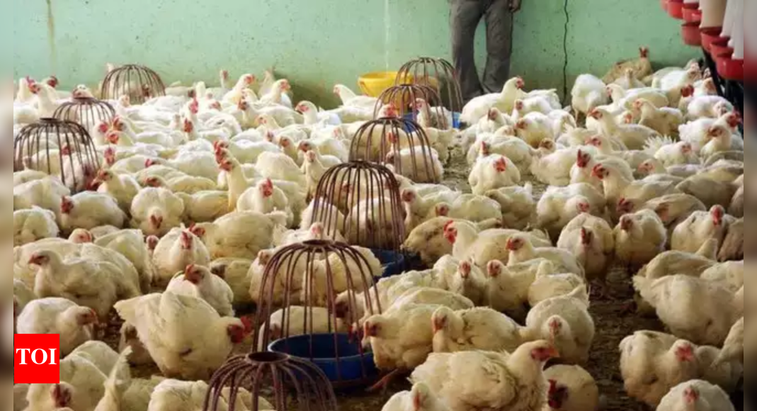 Andra Pradesh Bird Flu: Samples from Andhra Pradesh's East Godavari ...