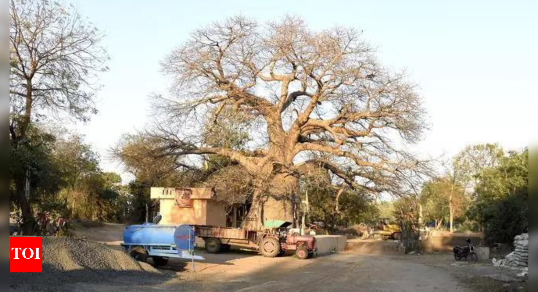 955-year-old Gujarat ‘Heritage Tree’ faces concrete threat | Vadodara ...