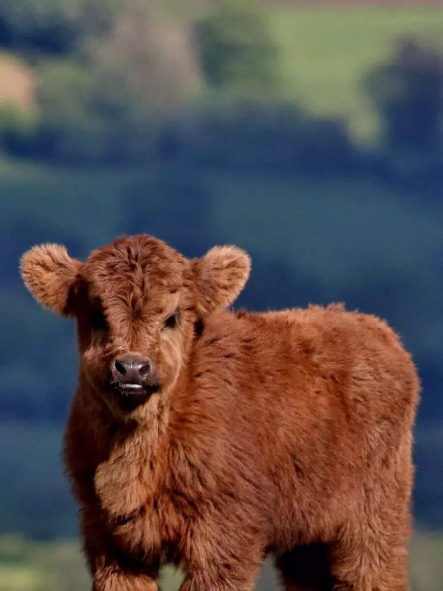 From Vatina 19 to Brahman cows: 10 most expensive cows in the world ...