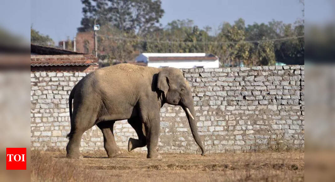 474 die in human-elephant conflicts in state during last 5 years: Union ...