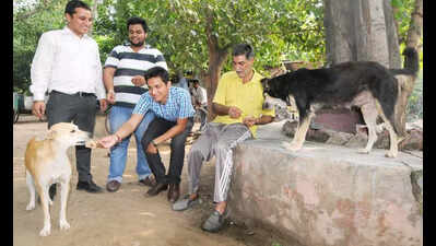 MC sterilises over 10,000 stray dogs; identifies 150 feeding spots ...