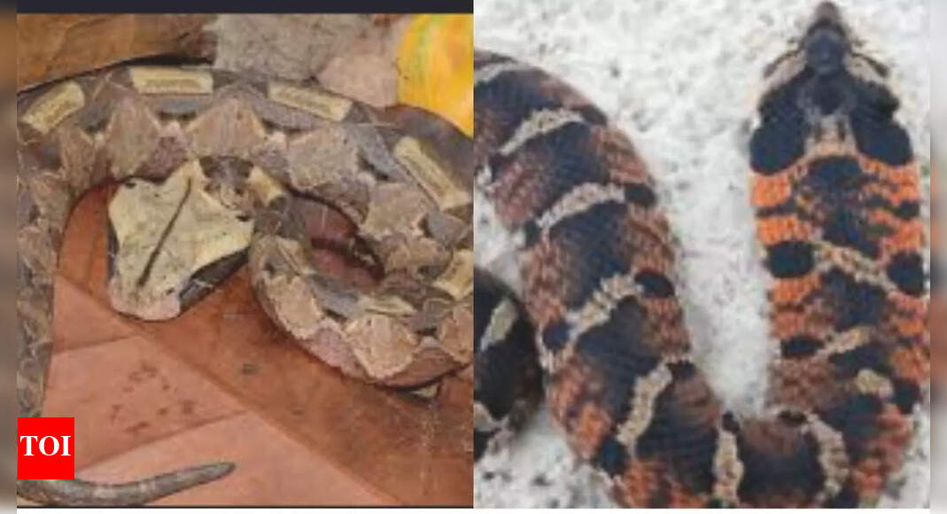 6 ugliest snakes ever discovered around the world | - The Times of India