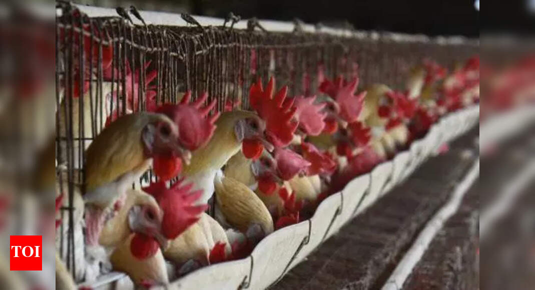 Bird flu: Around 70,000 birds culled in varous poultry farms ...