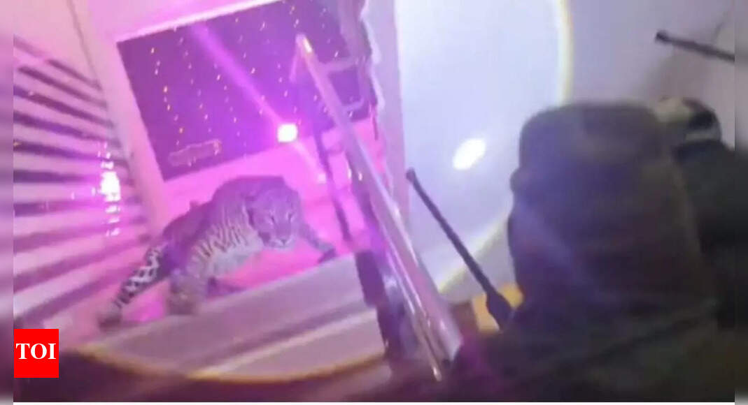 Shocking! Leopard interrupts wedding in Lucknow– Here’s what happened ...