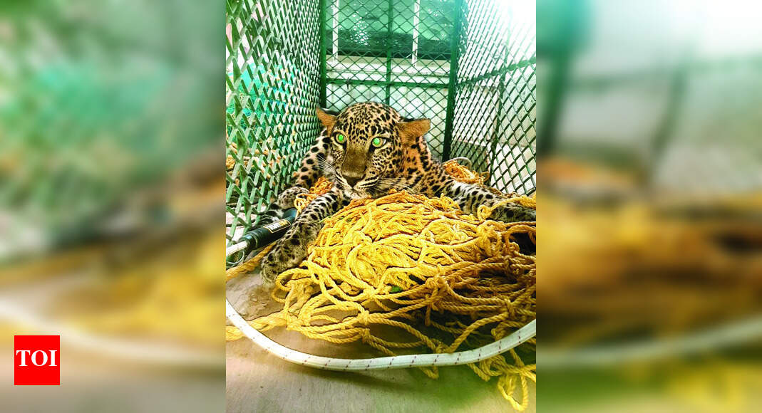 Leopard and human conflict intensifies at Dodamarg | Goa News - The ...