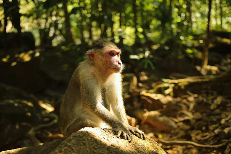 From safari to trekking: 8 best wildlife experiences in the Western ...