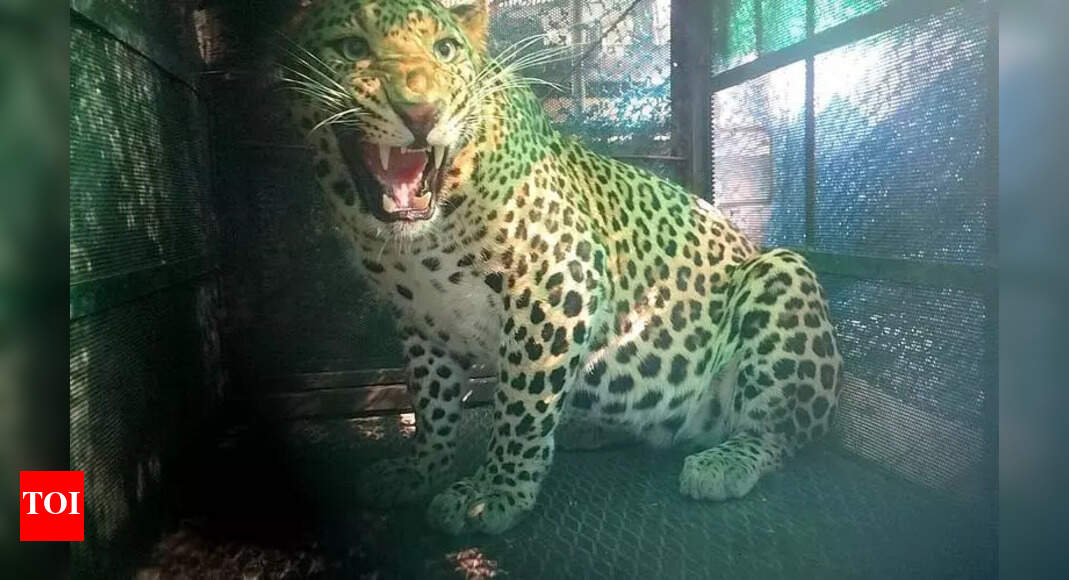 Leopard finally lands in cage laid by forest dept in AWC | Indore News ...