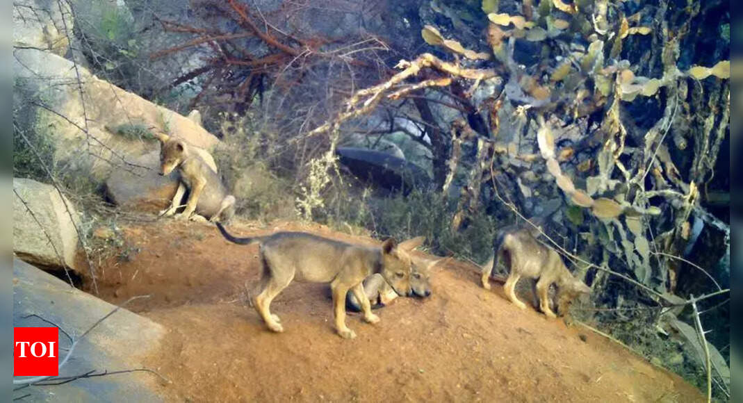 Koppal sanctuary reports second successful wolf breeding in one month ...