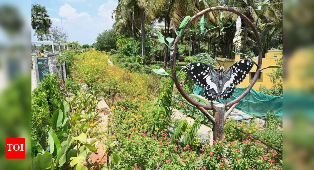 Butterfly park at Vellalore tank to get infra boost soon | Coimbatore ...