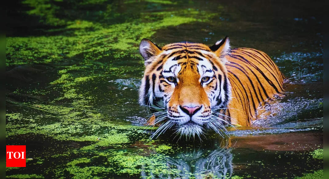 Valmiki tiger reserve: This national park in Bihar is a tiger reserve ...