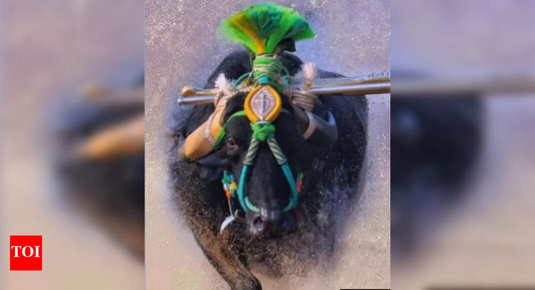 Kambala icon Dooja to get honour from pvt university | Mangaluru News ...