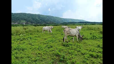 Plans afoot to revive Ramgarh Lake with Isarda dam water | Jaipur News ...