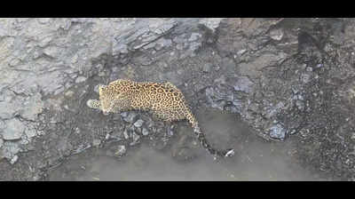 Leopard rescued from well in Sillod | Chhatrapati Sambhajinagar News ...