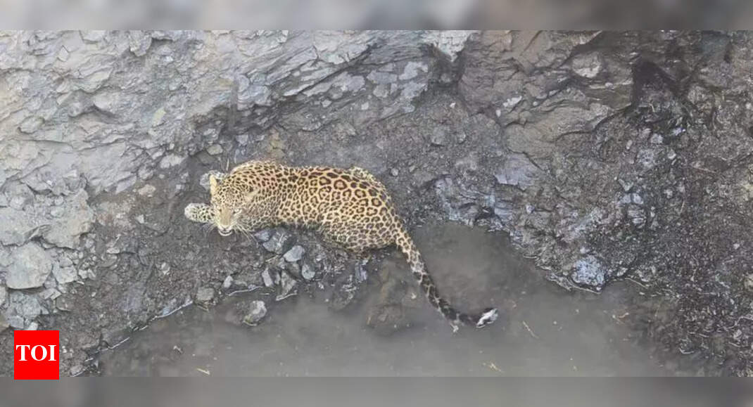 Leopard rescued from well in Sillod | Chhatrapati Sambhajinagar News ...