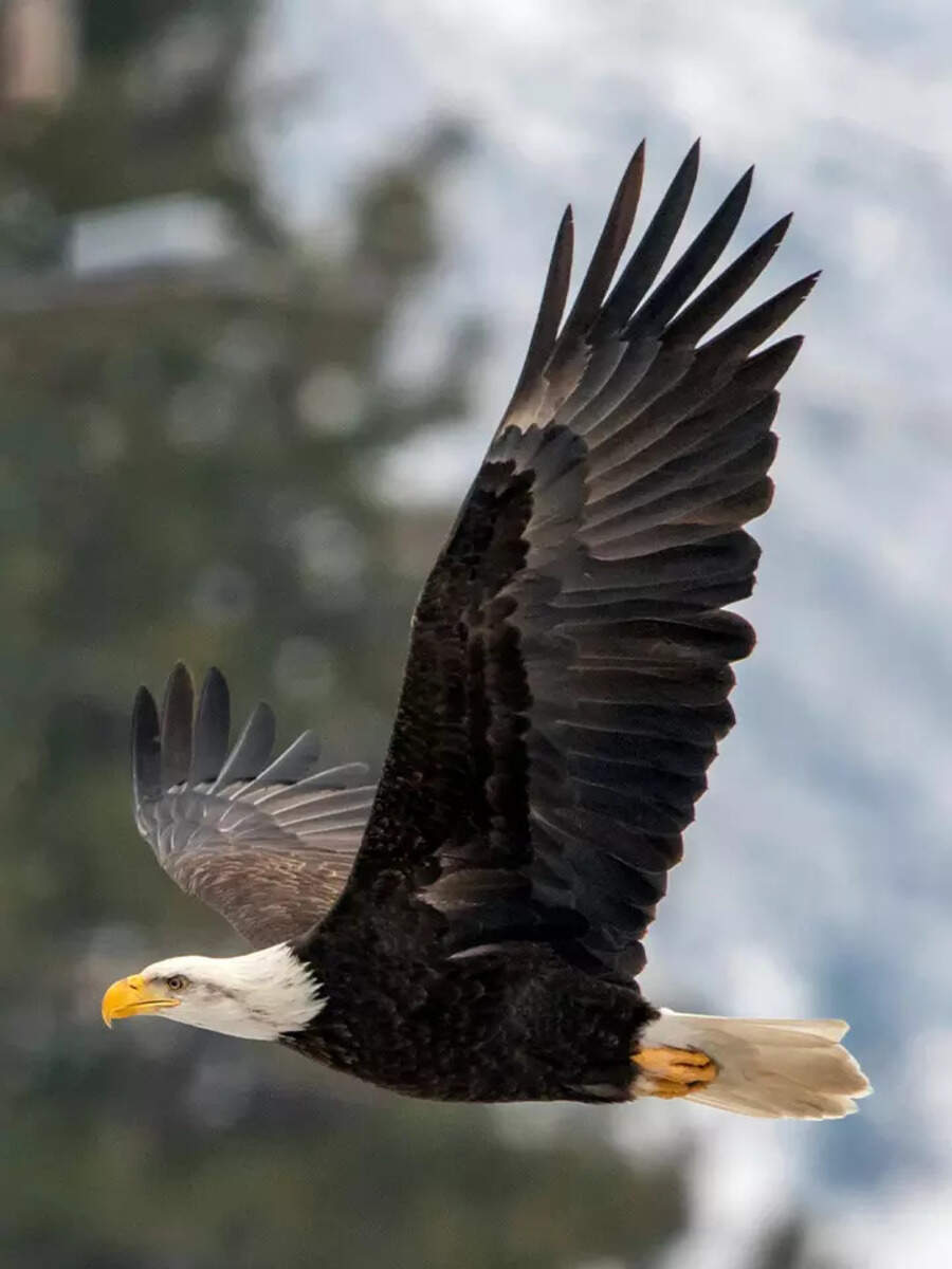 10 incredible eagles from different continents | Times of India