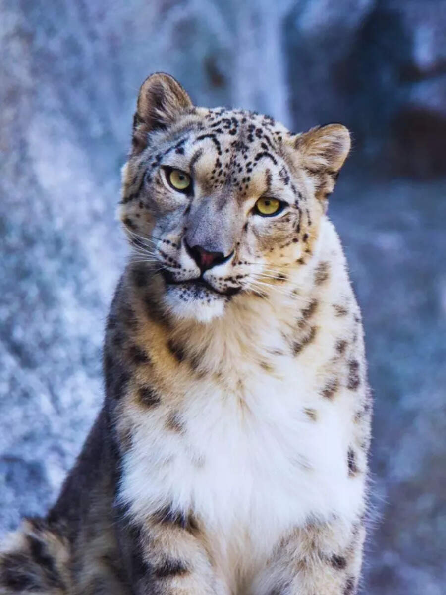 10 stunning animals to spot in Bhutan’s national parks | Times of India