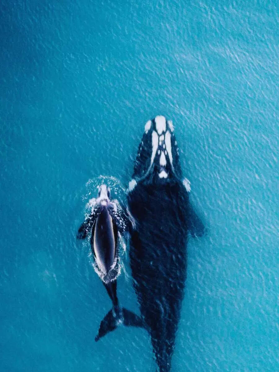 World Whale Day: 7 incredible places to spot these wild sea creatures ...