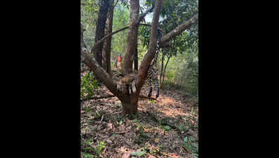 Leopardess rescued in Moodbidri | Mangaluru News - The Times of India