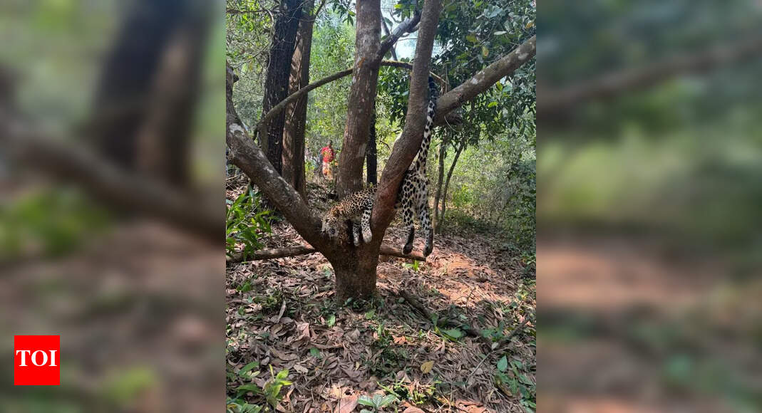 Leopardess rescued in Moodbidri | Mangaluru News - The Times of India