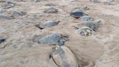 Mass nesting of Olive Ridleys starts at Rushikulya river mouth ...